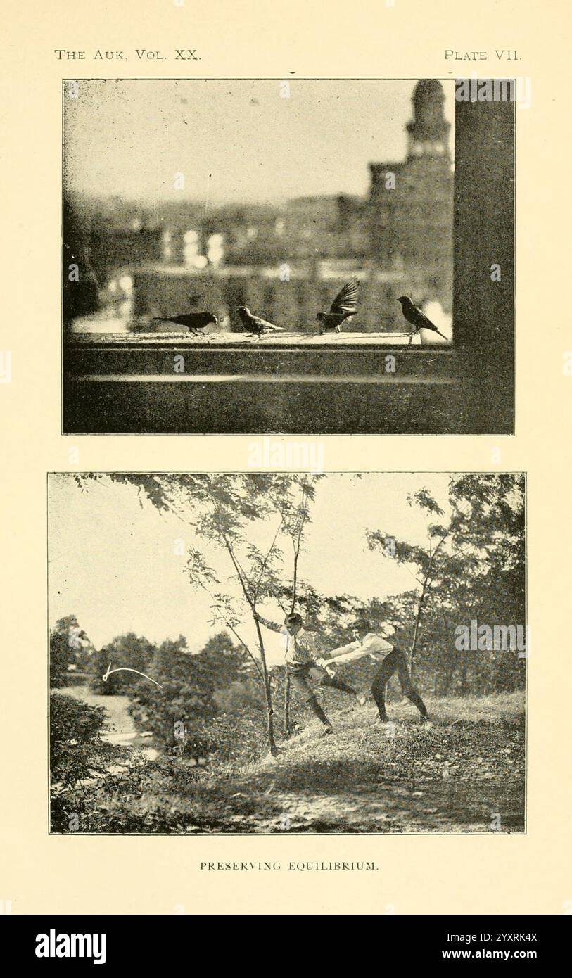 The Auk Washington, D.C. American Ornithologists' Union etc. 1884 ...