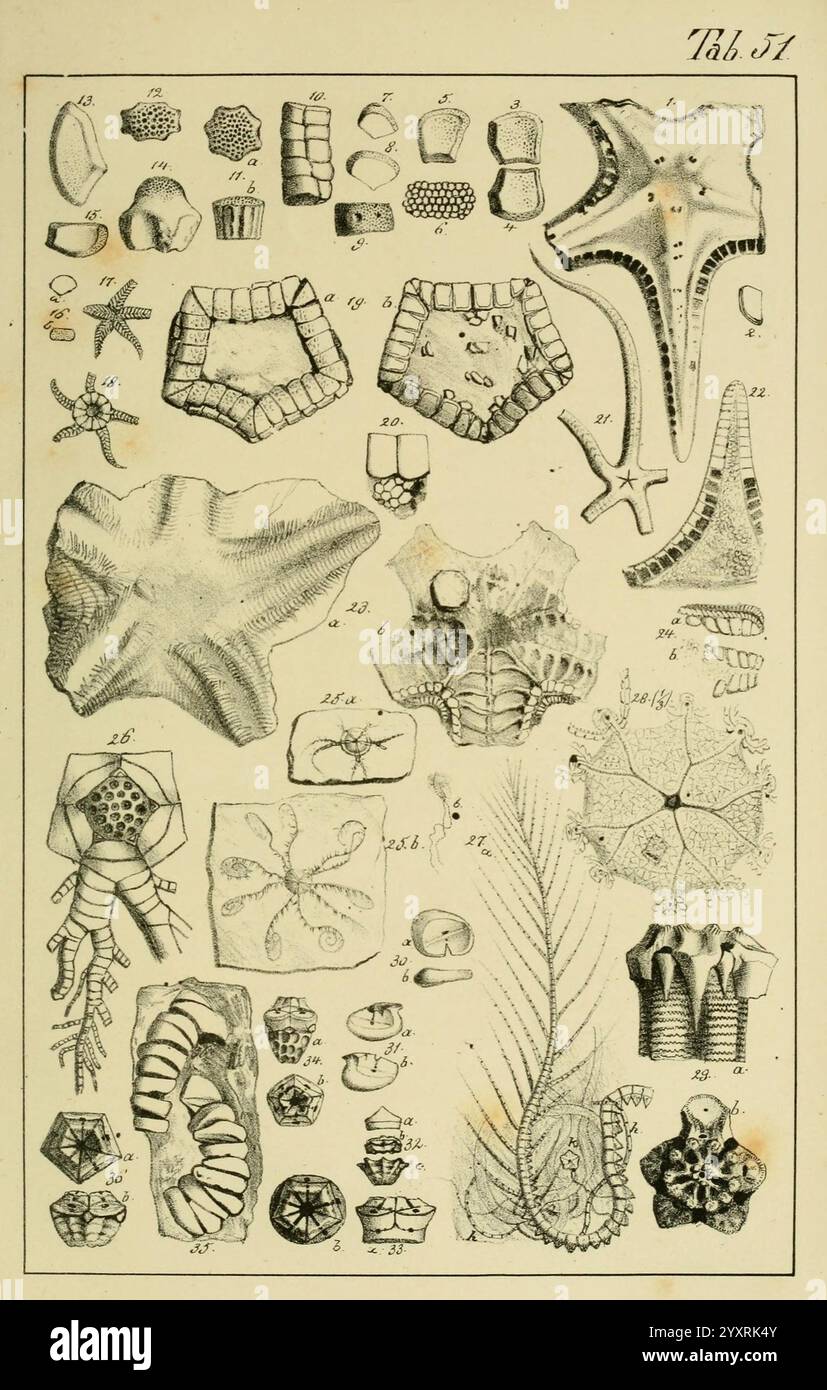 Various marine invertebrate structures hi-res stock photography and ...