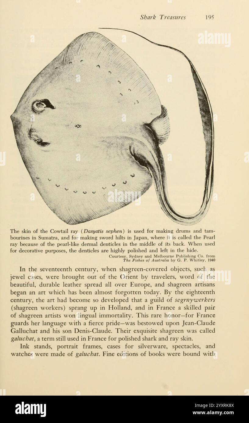 Cowtail rays hi-res stock photography and images - Alamy