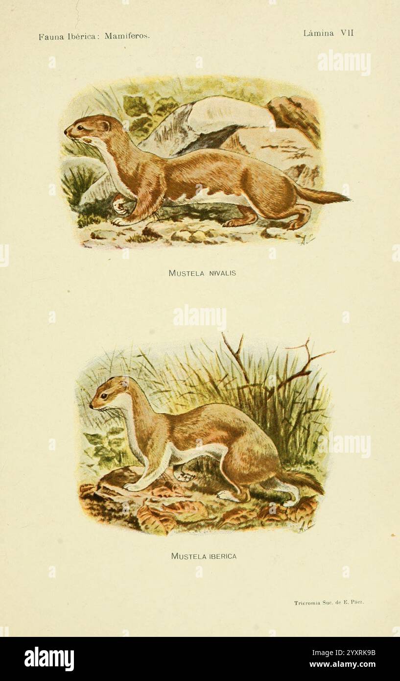 Short legs emphasize hi-res stock photography and images - Alamy