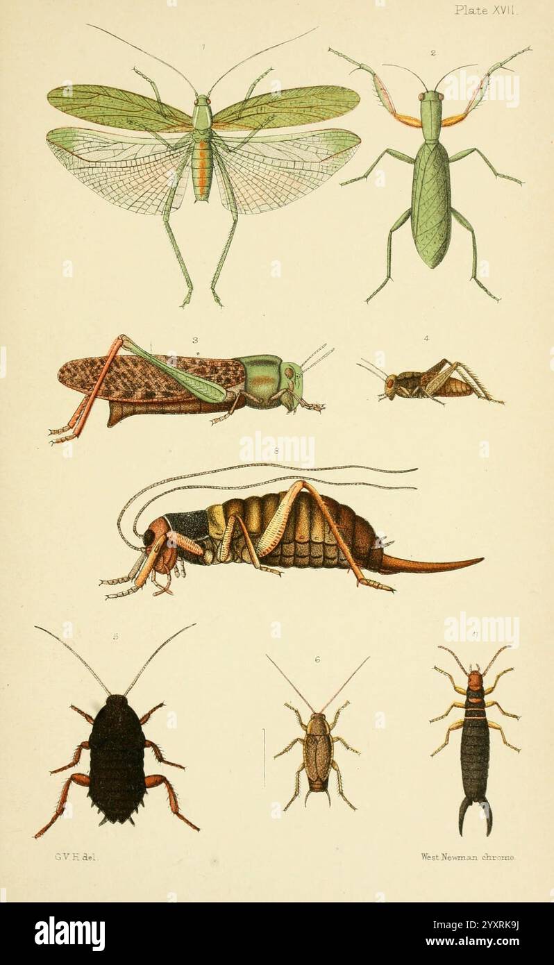 Arthropoda george vernon hudson deinacrida megacephala caloptenu hi-res ...