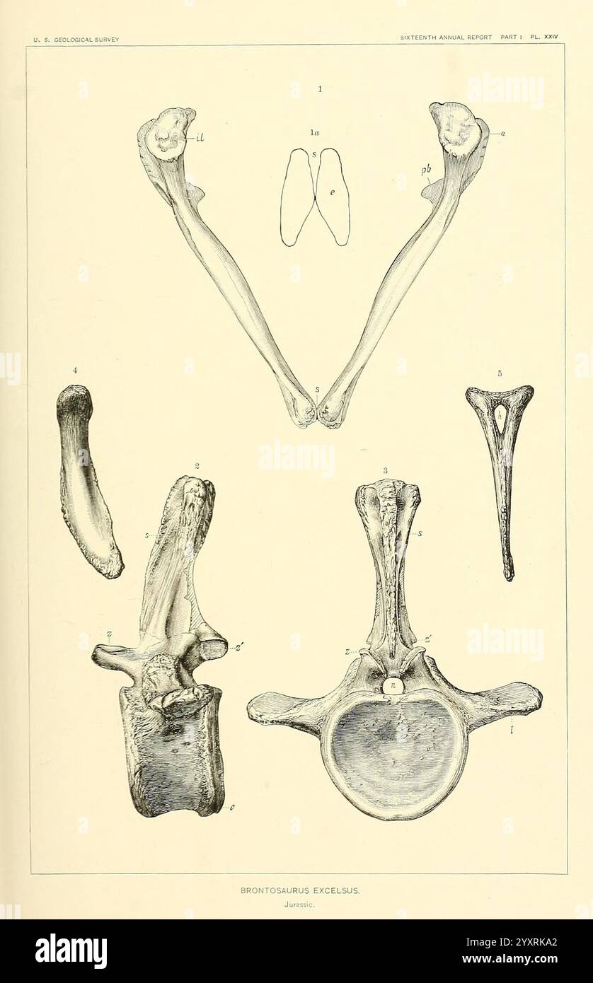 Understanding extinct species hi-res stock photography and images - Alamy