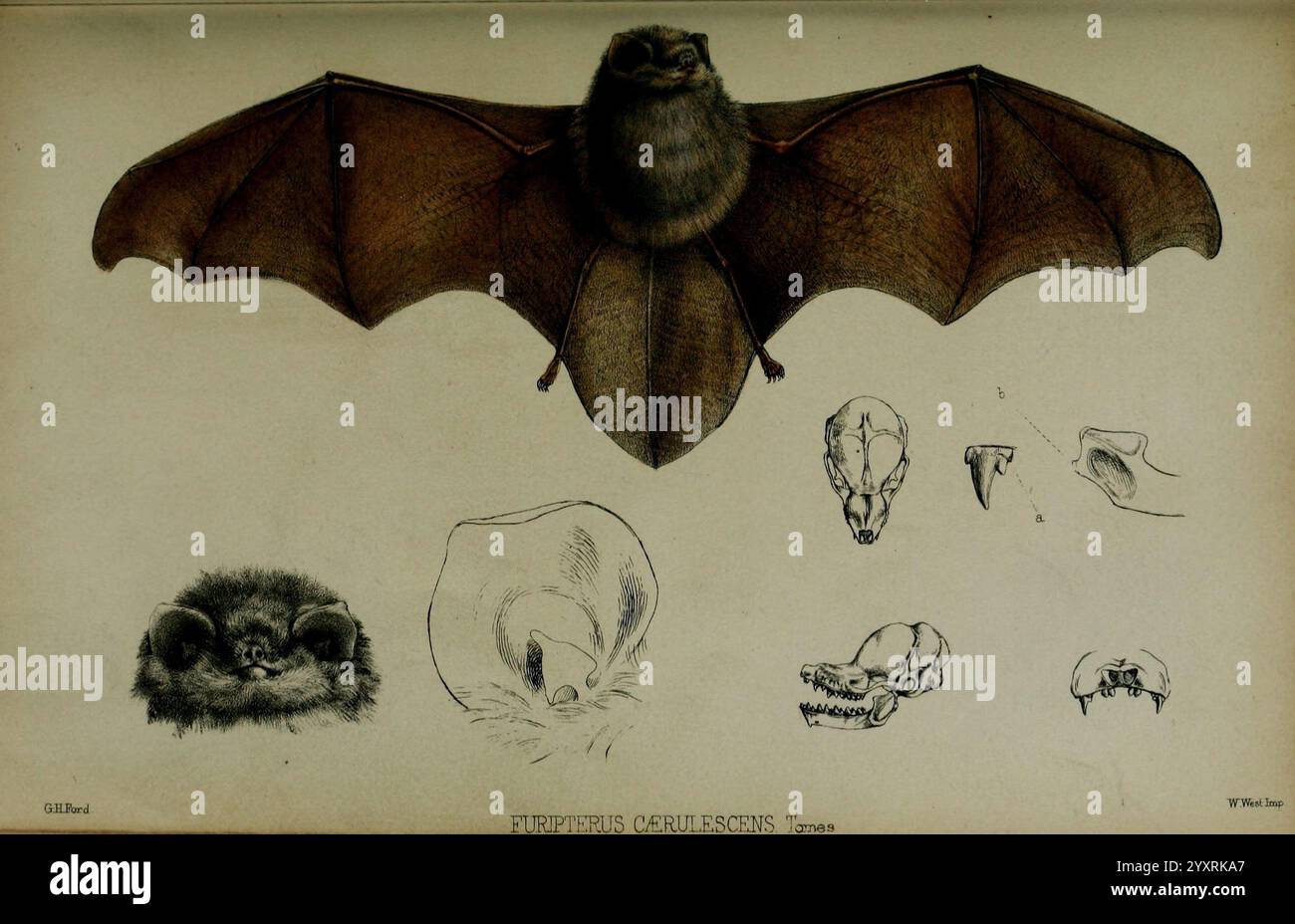 Studying bat anatomy hi-res stock photography and images - Alamy