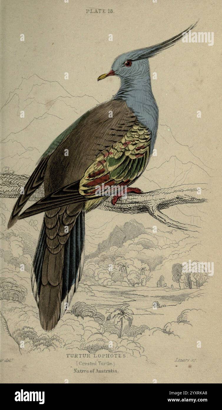 Crested turtur hi-res stock photography and images - Alamy