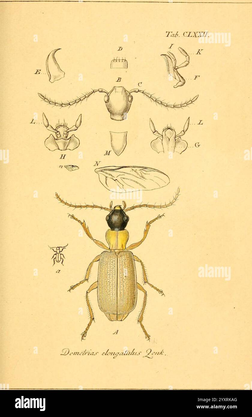 Deutschlands insecten nurnberg hi-res stock photography and images - Alamy