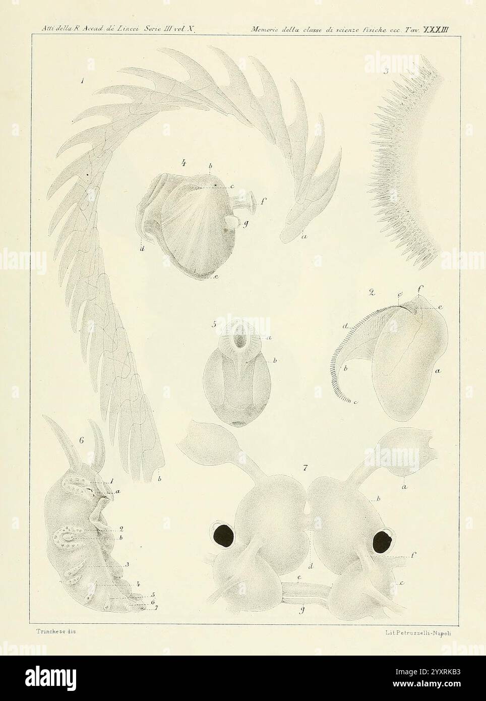 Feathery appendage emerges hi-res stock photography and images - Alamy