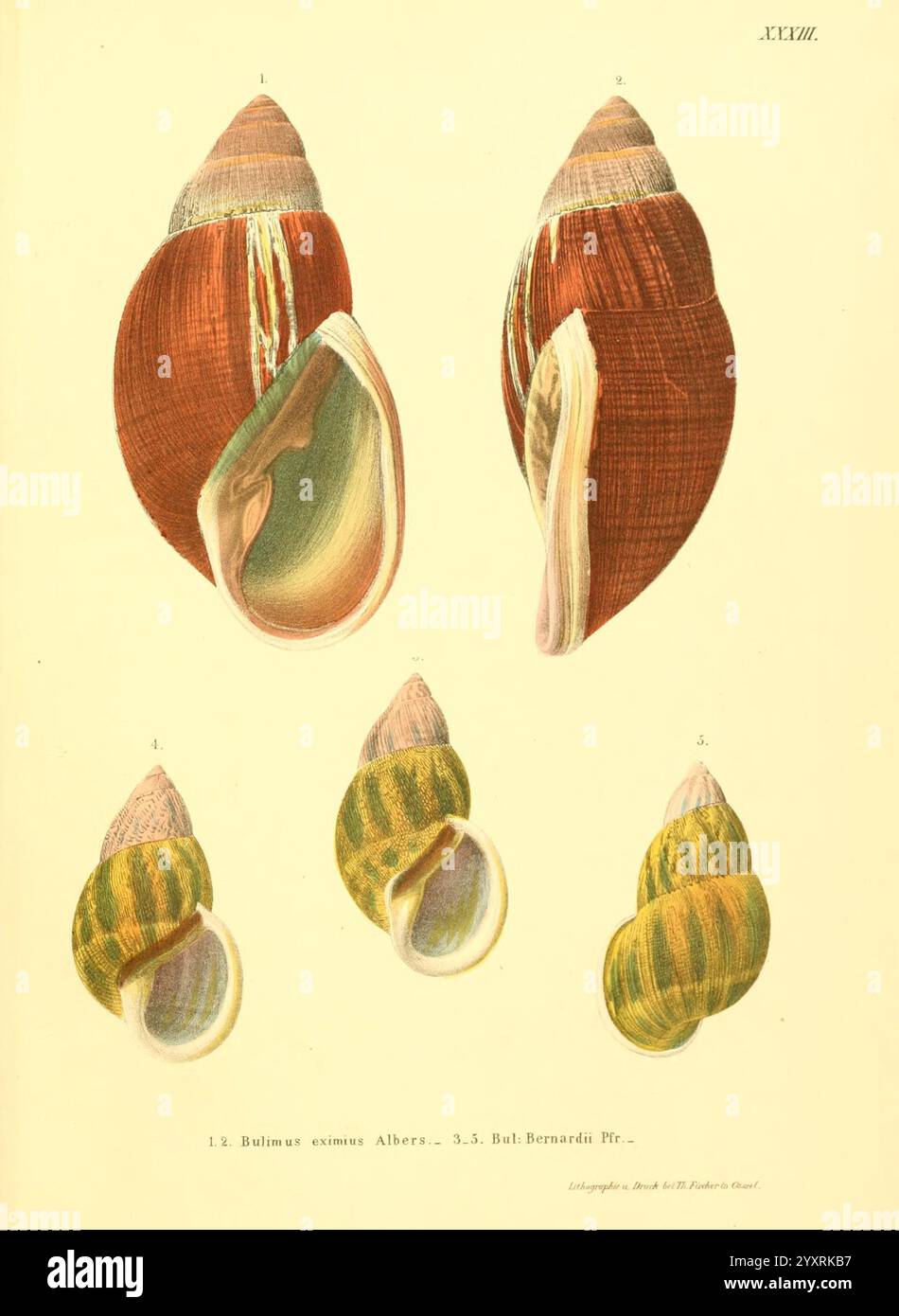 Novitates Conchologicae Cassel T. Fischer 1854-79 Mollusks Pictorial ...