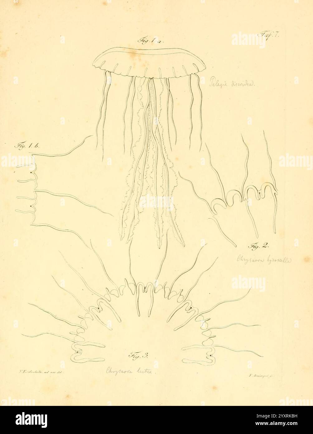 Another jellyfish species hi-res stock photography and images - Alamy