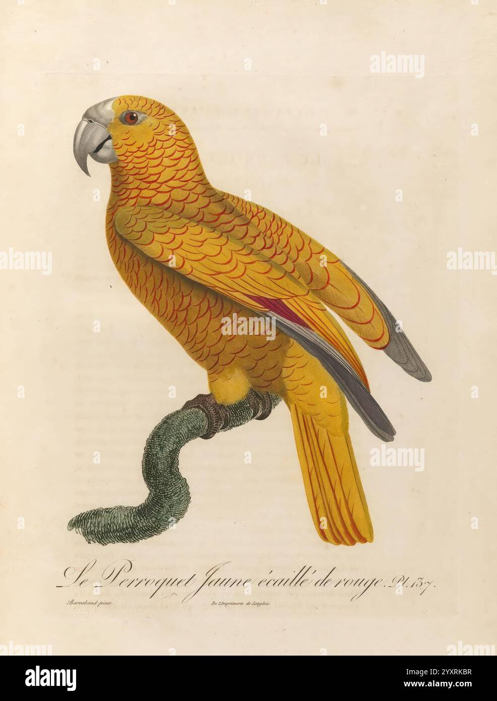 Parrots prominent beak hi-res stock photography and images - Alamy