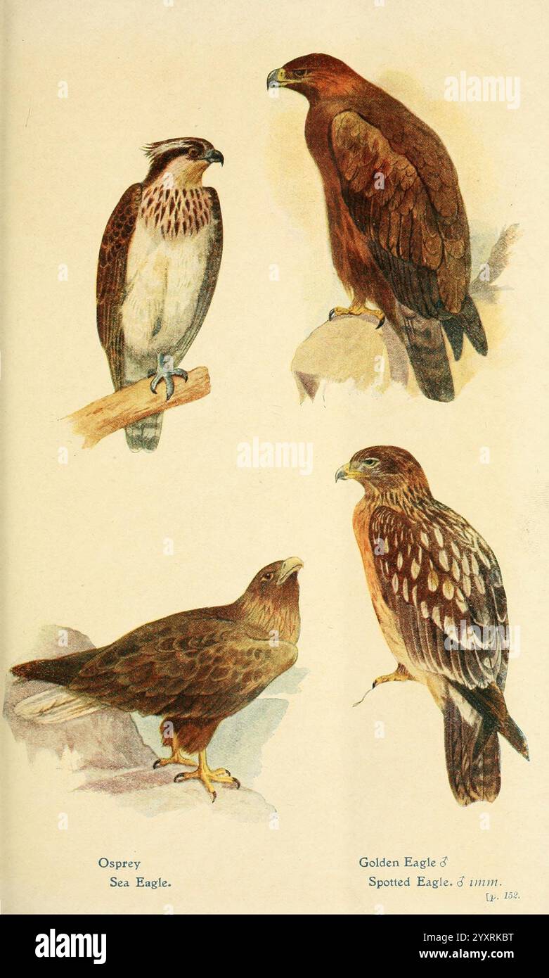 British birds in their haunts London, Dutton [1922] Great Britain birds ...