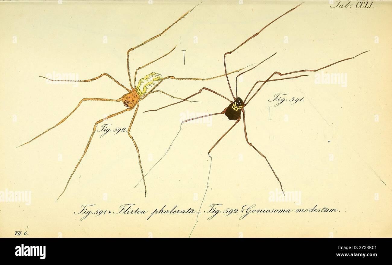 Second spider displays hi-res stock photography and images - Alamy