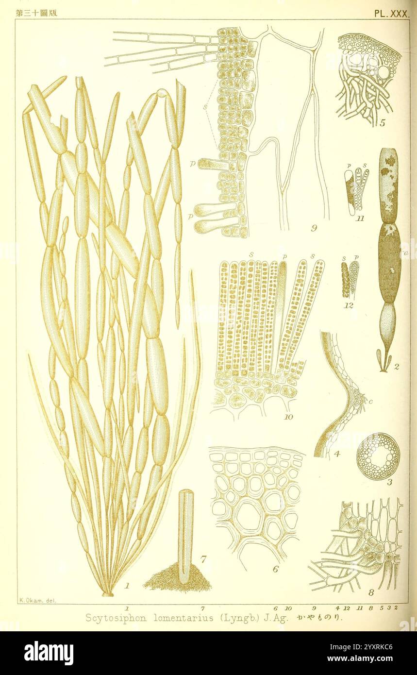 Algaes thallus hi-res stock photography and images - Alamy