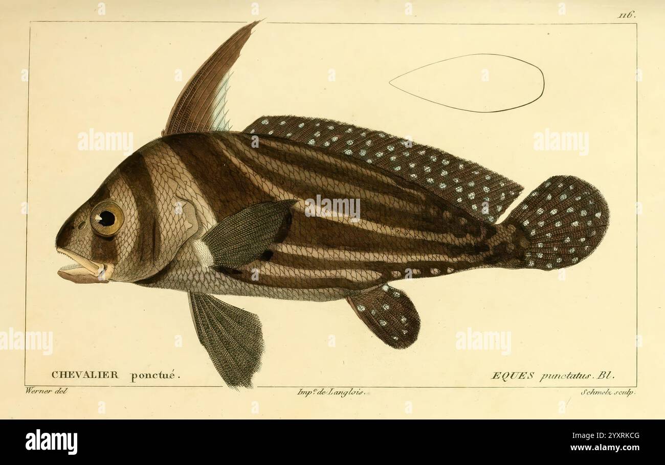 Histoire naturelle des poissons, Paris, Chez F. G. Levrault, 1828-1849 ...