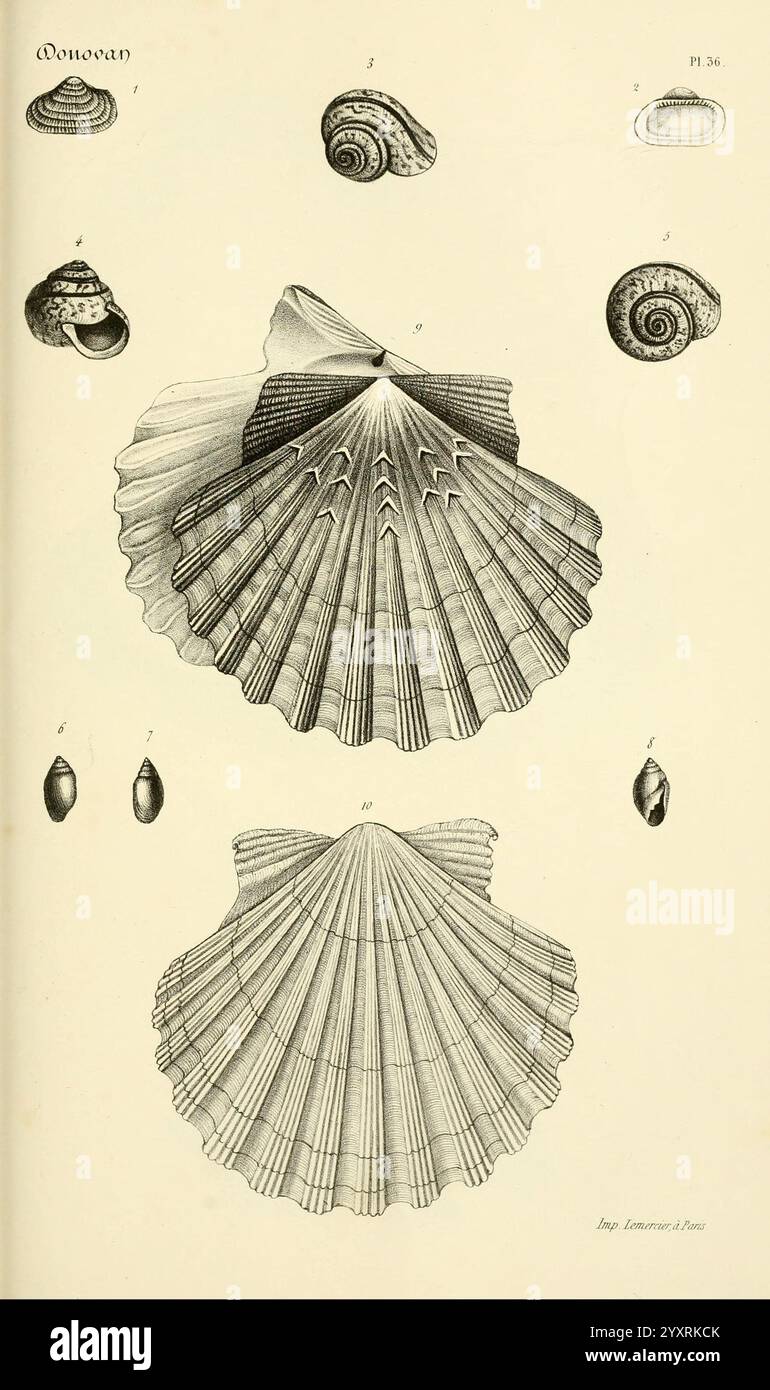 Two distinct shells hi-res stock photography and images - Alamy