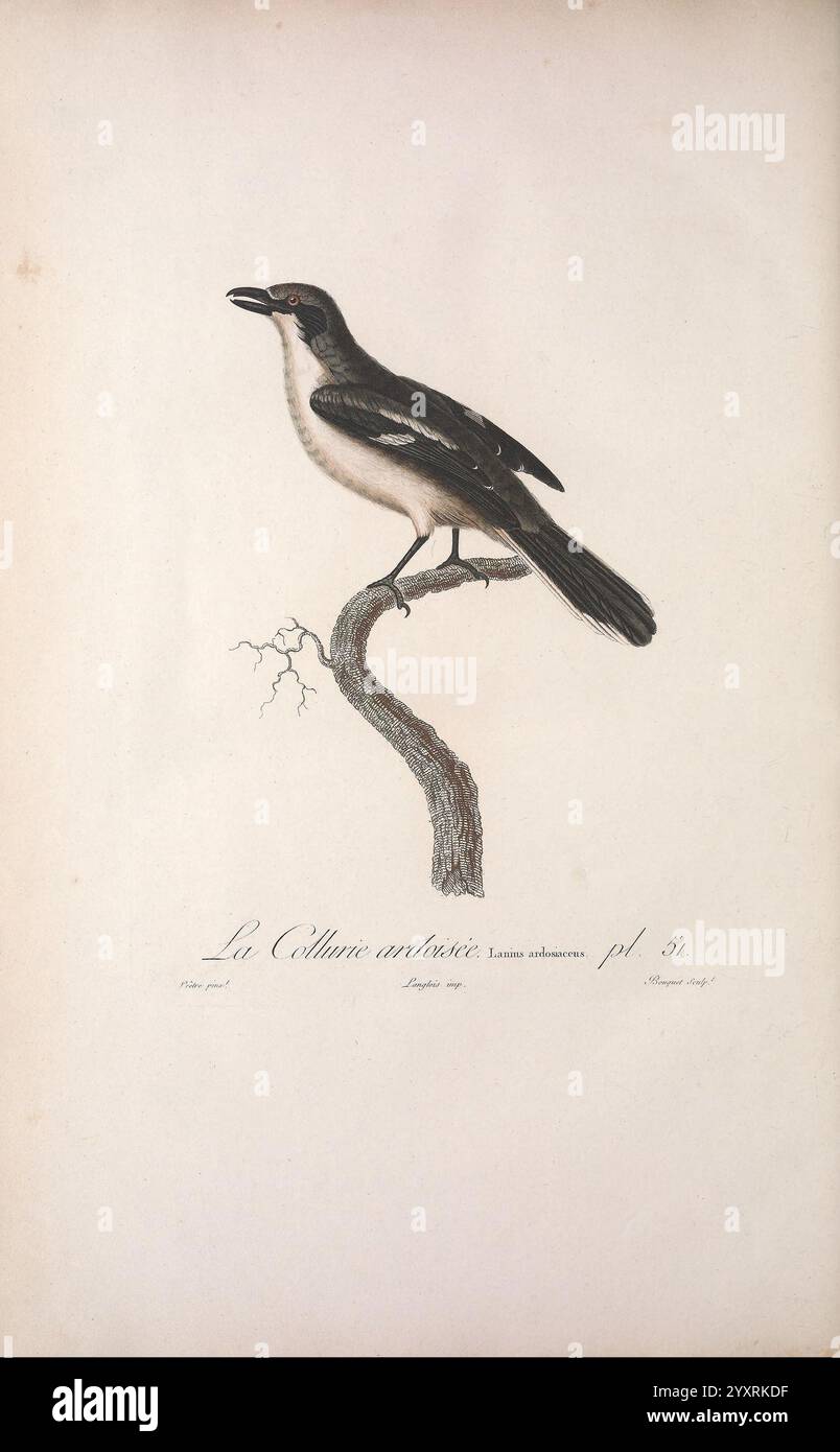 Naturalistic representation of avian life hi-res stock photography and ...