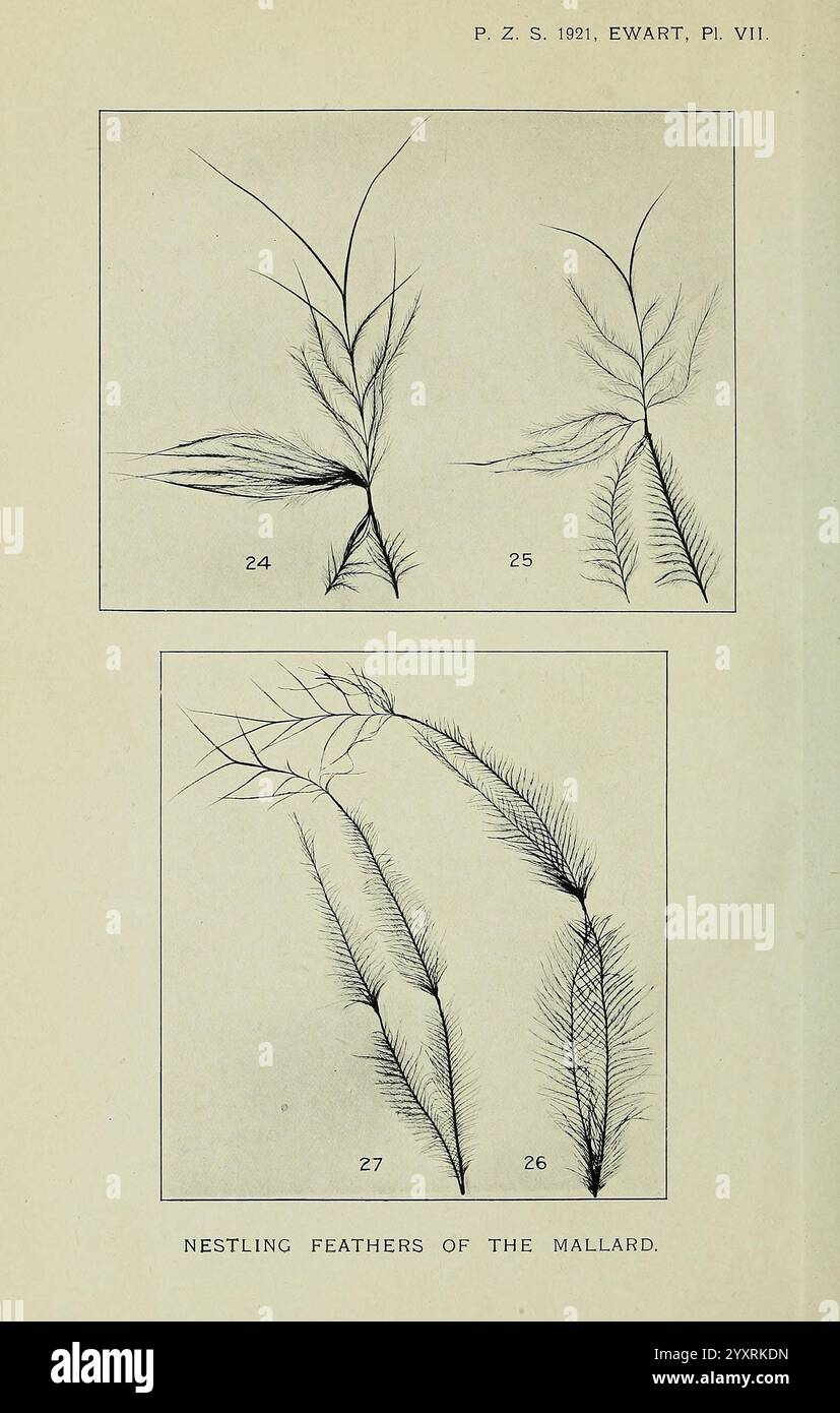 Understanding avian anatomy hi-res stock photography and images - Alamy