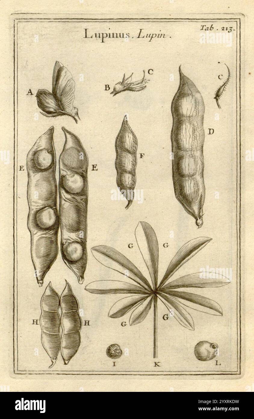 Joseph Pitton de Tournefort, Institutiones rei herbariae, Parisiis, E ...