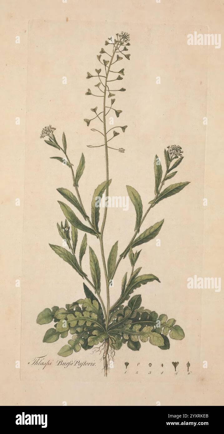 Flora Londinensis Plates and descriptions of such plants as grow wild ...