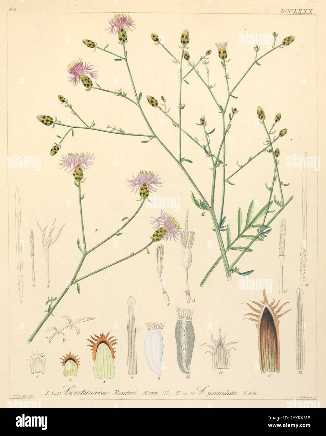 Creeping knapweed hi-res stock photography and images - Alamy