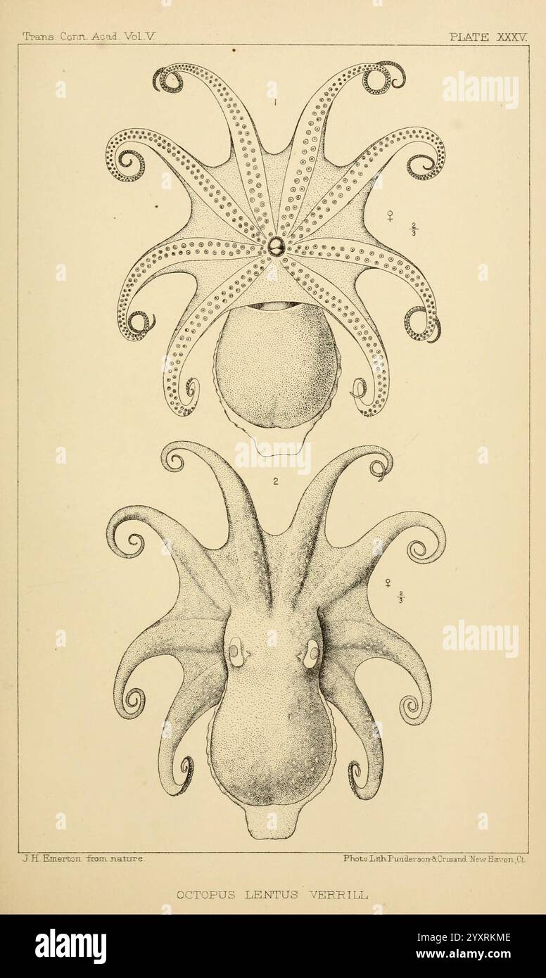 Octopus lentus verrill hi-res stock photography and images - Alamy