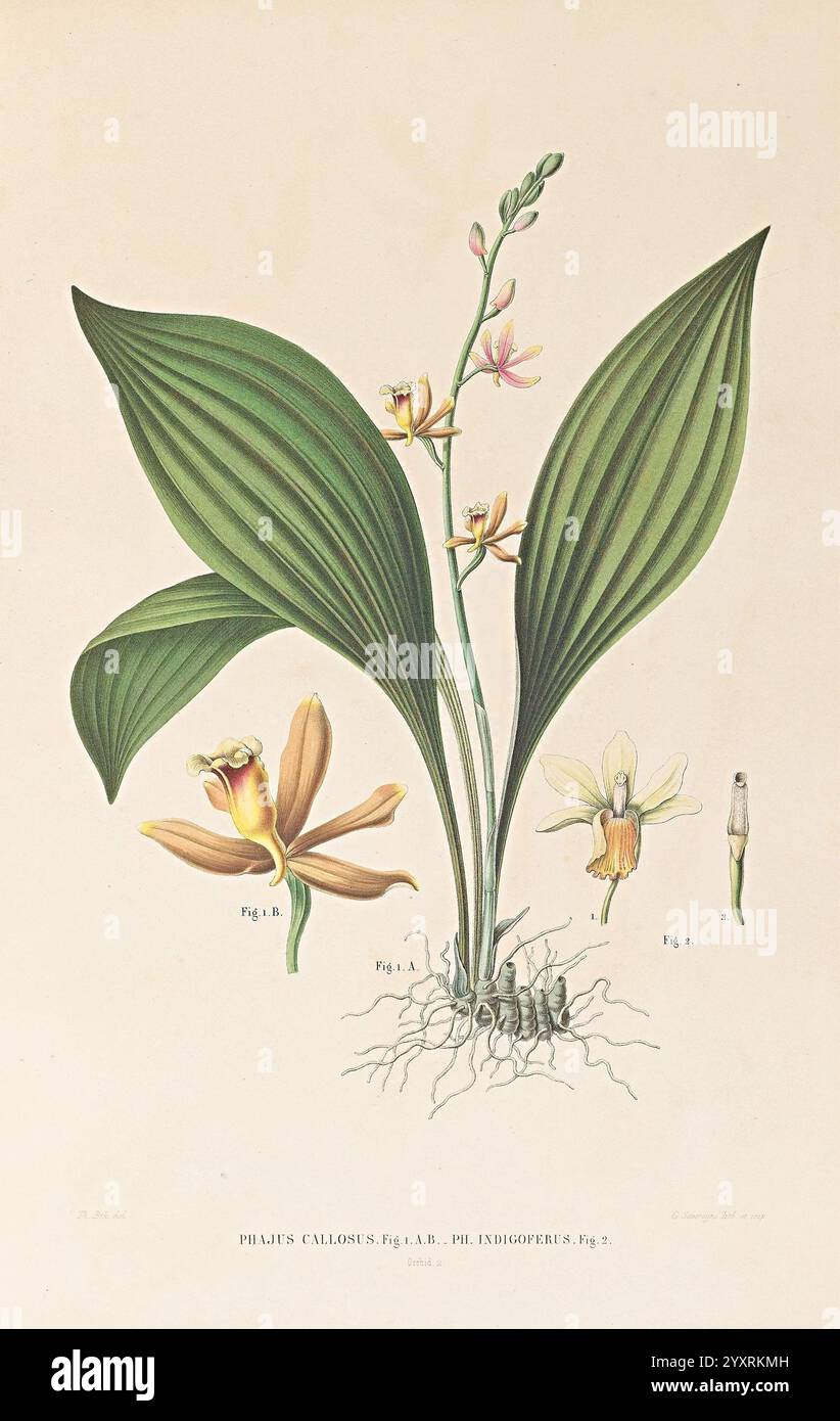 Highlighting unique petal shapes hi-res stock photography and images ...