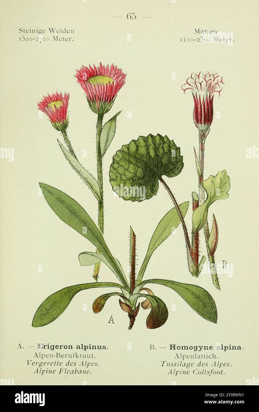 Alpen-Flora, Heidelberg, C. Winter, 1906, alps, mountain plants ...