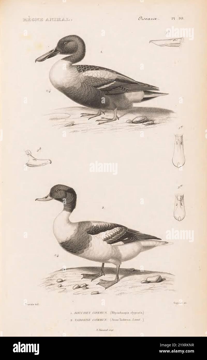 Le règne animal distribué d'après son organisation Paris Fortin Masson ...