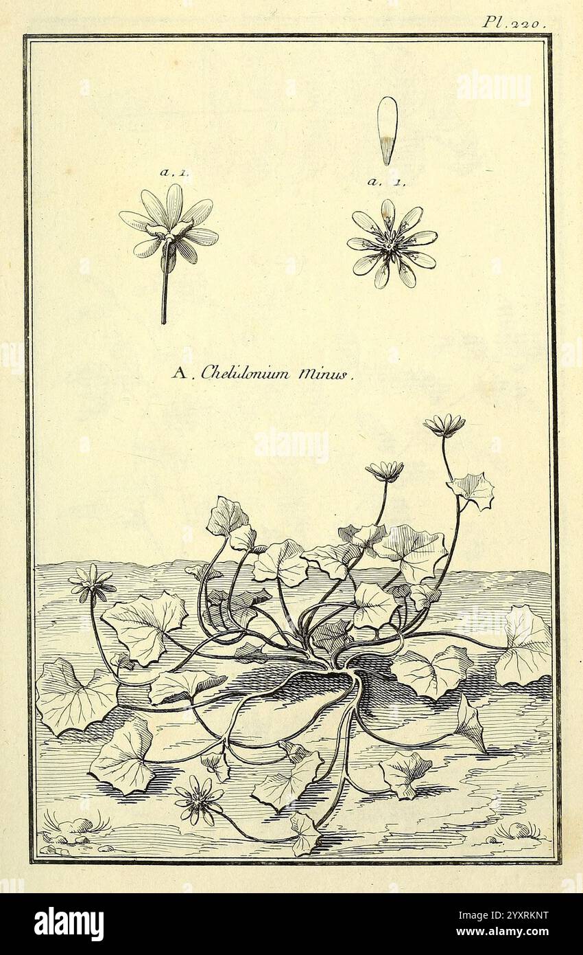 Sprawling growth habit hi-res stock photography and images - Alamy