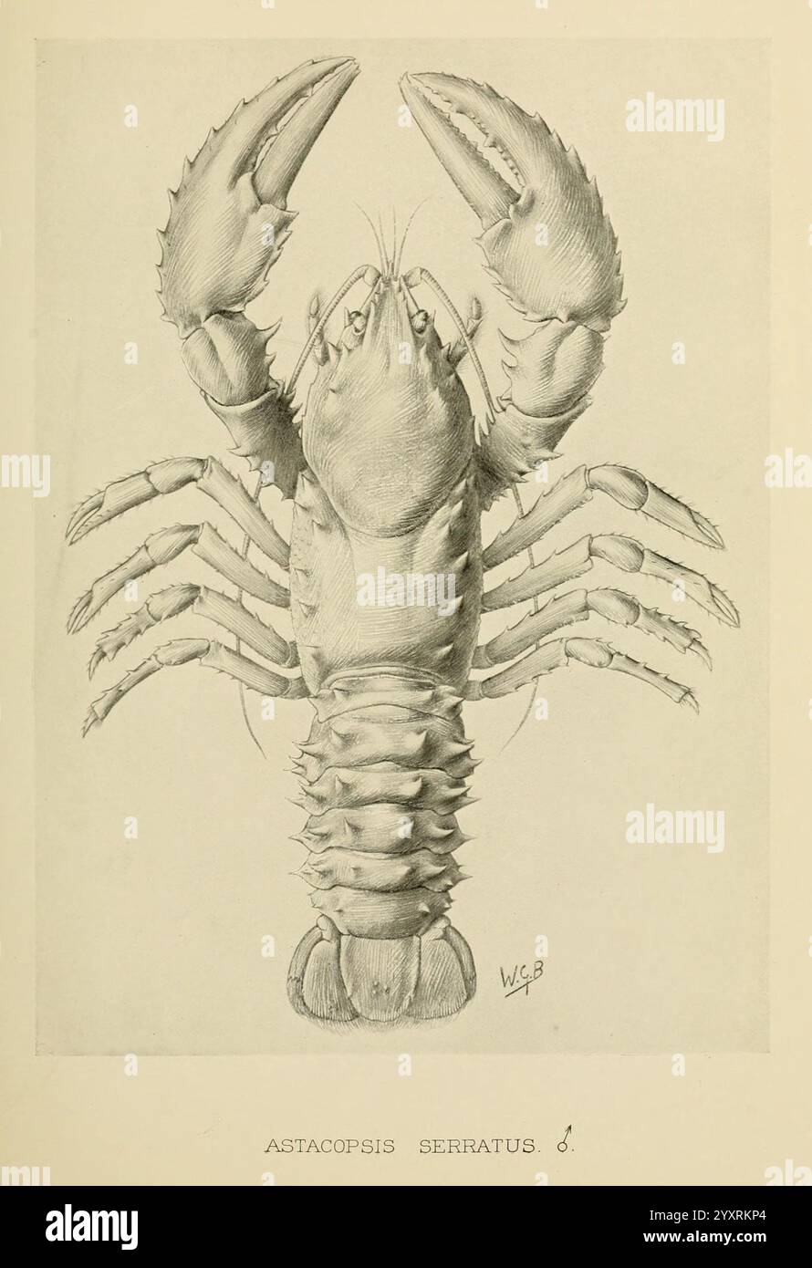 Lobsters unique morphology hi-res stock photography and images - Alamy