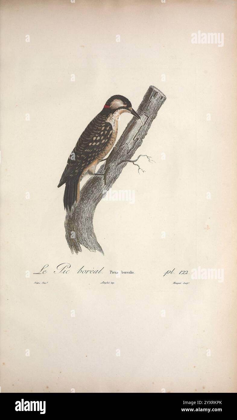 Elongated beak ideal hi-res stock photography and images - Alamy