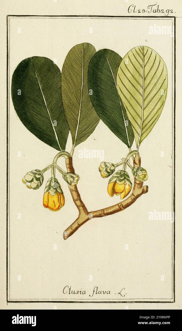 Clusia flava plant hi-res stock photography and images - Alamy