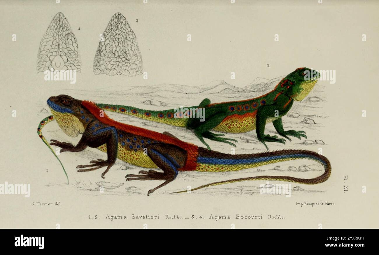 Second lizard rests hi-res stock photography and images - Alamy