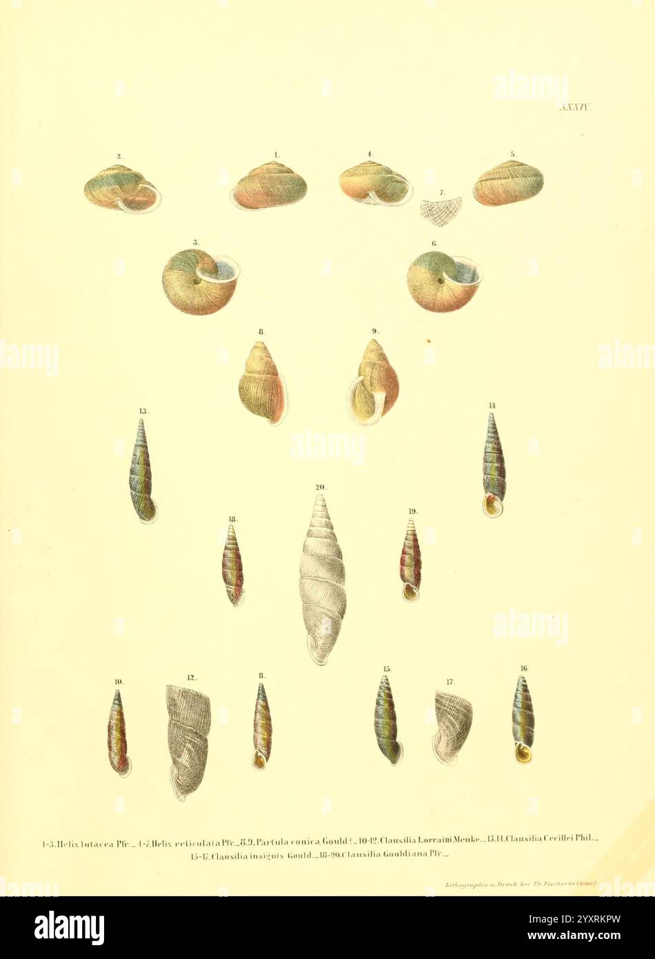 Novitates Conchologicae, Cassel, T. Fischer, 1854-79, mollusks ...