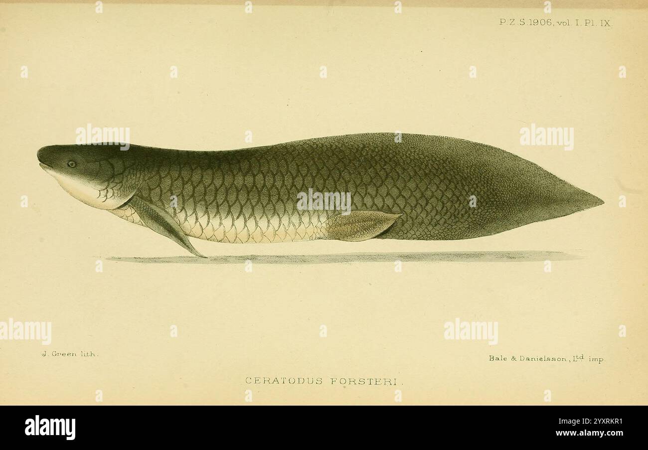 Fishs classification hi-res stock photography and images - Alamy