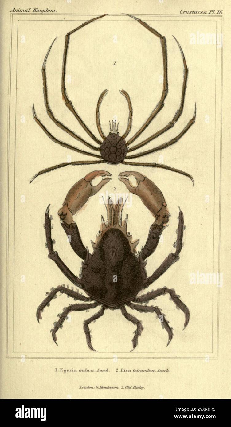 The animal kingdom, arranged according to its organization London, G ...