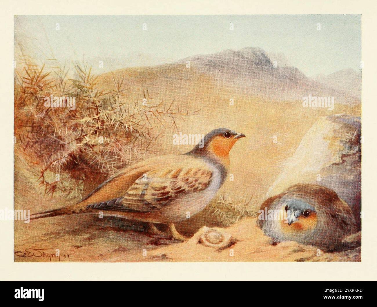 Scene showcases two birds hi-res stock photography and images - Alamy