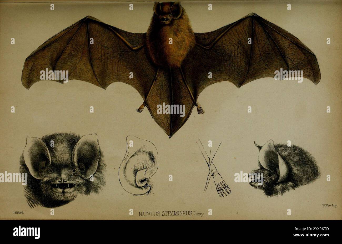 Strong facial structure hi-res stock photography and images - Alamy