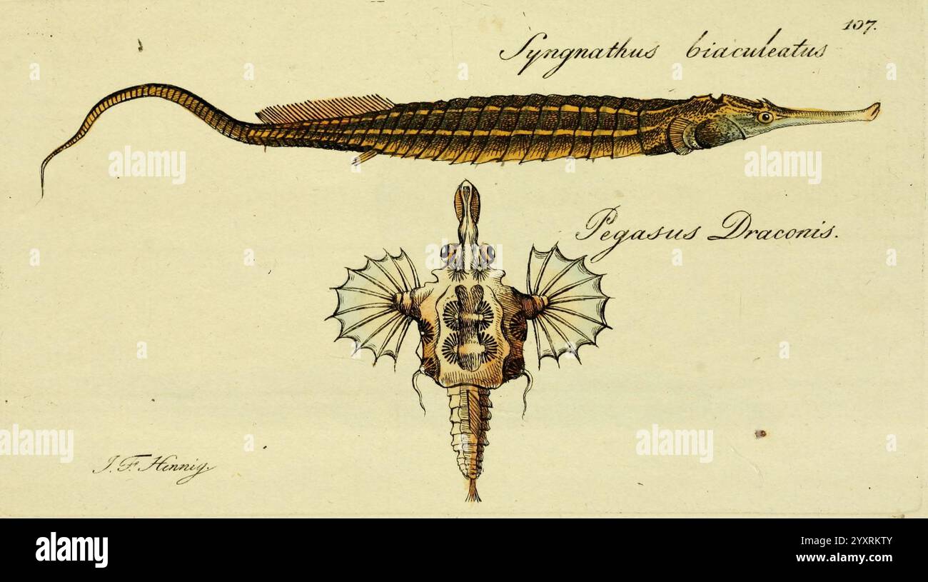 Slender fish depicted hi-res stock photography and images - Alamy