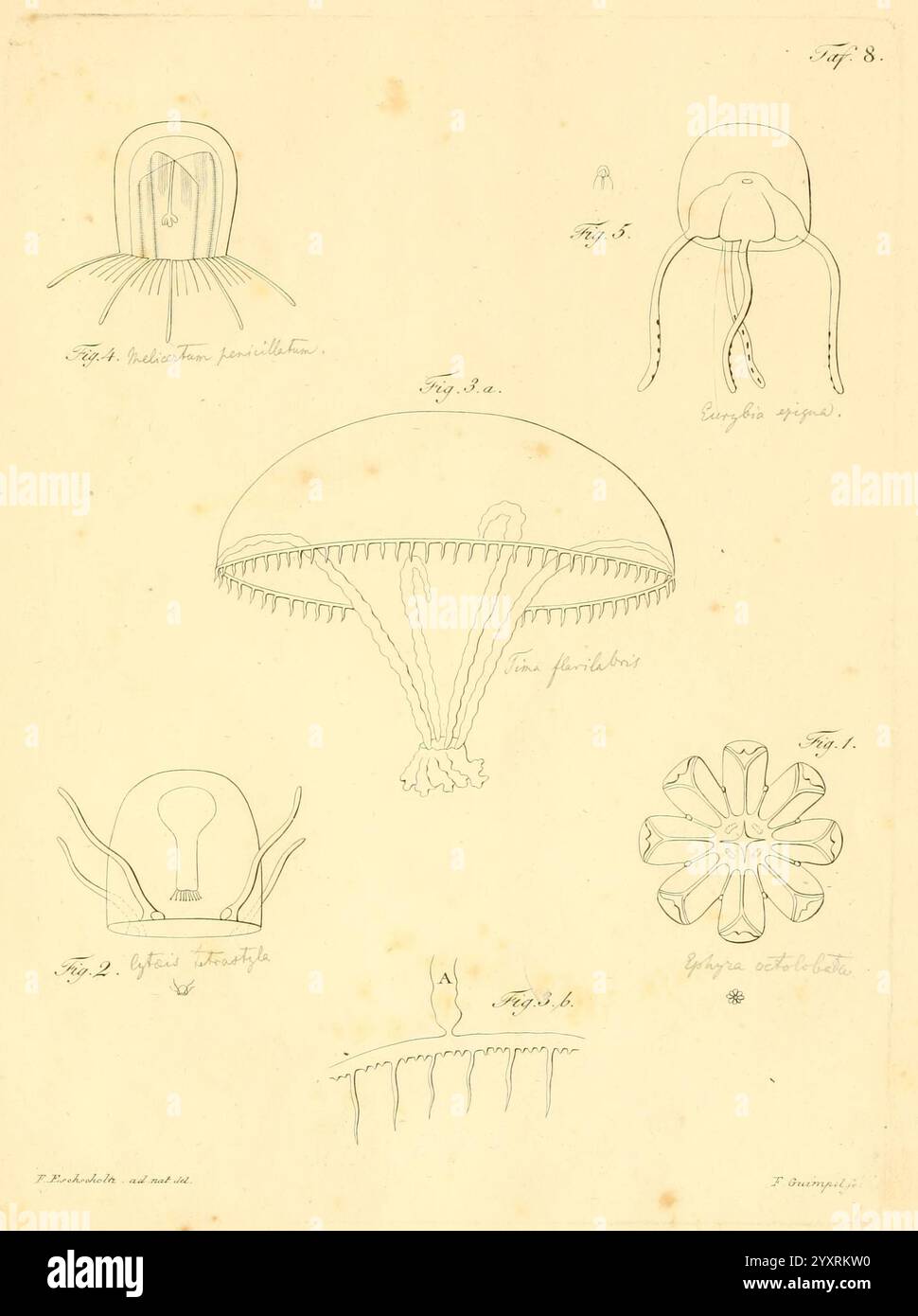 System der Acalephen, Berlin, F. Dummler, 1829, jellyfishes, scyphozoa ...