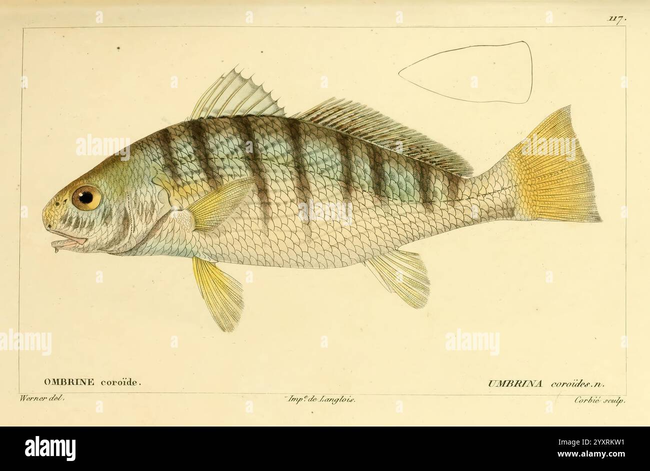 Umbrina coroides hi-res stock photography and images - Alamy