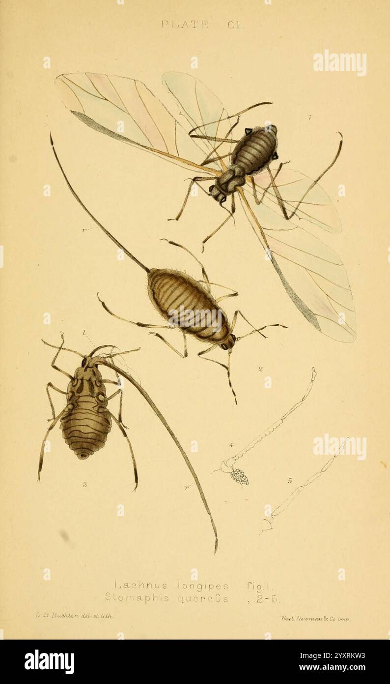 Wingless version hi-res stock photography and images - Alamy