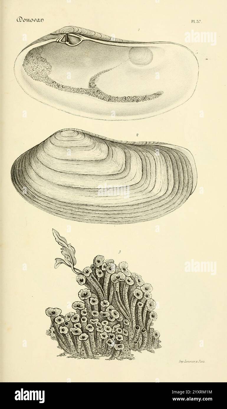 Showcases three distinct forms hi-res stock photography and images - Alamy