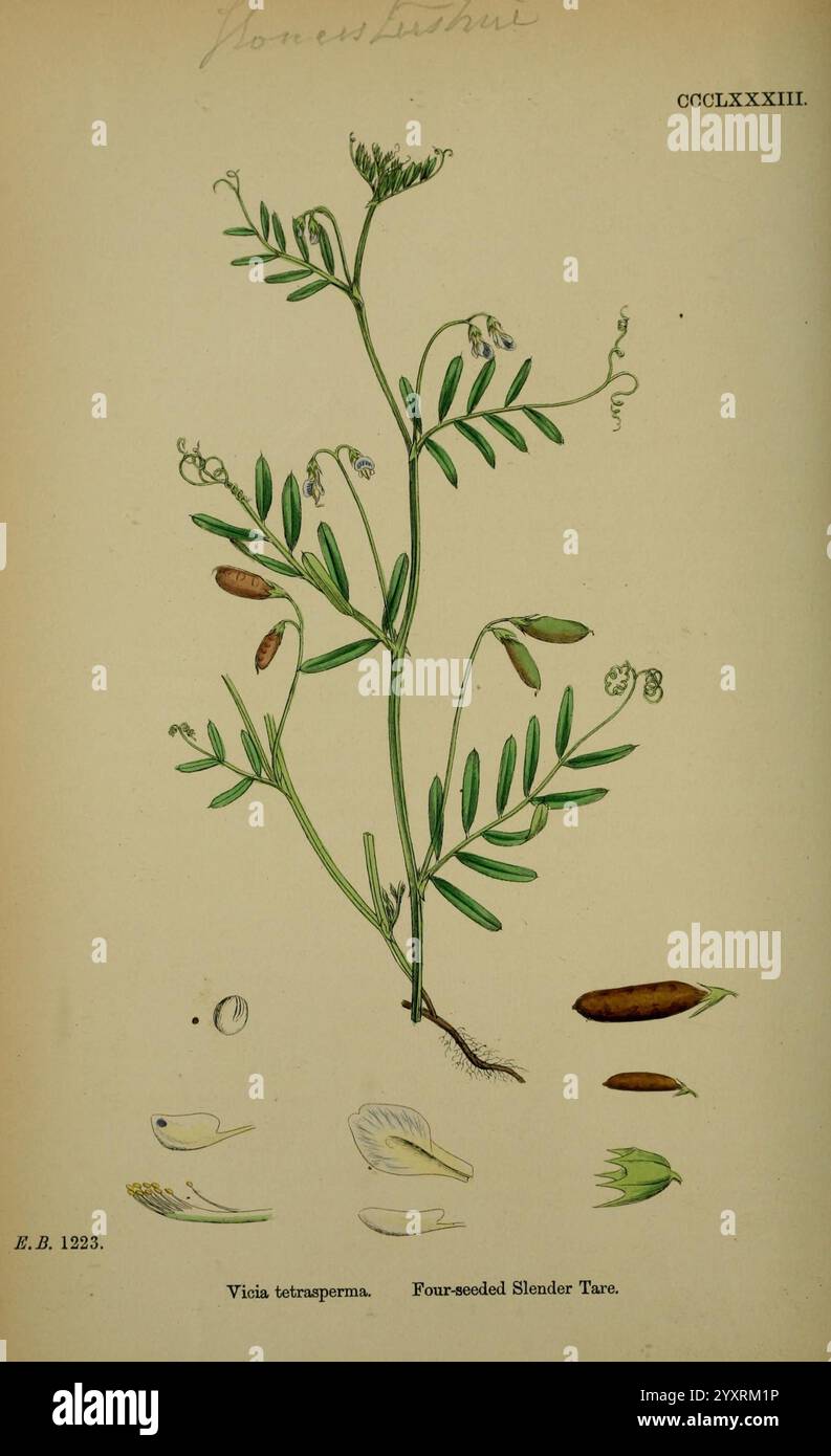 Showcases compound leaves hi-res stock photography and images - Alamy