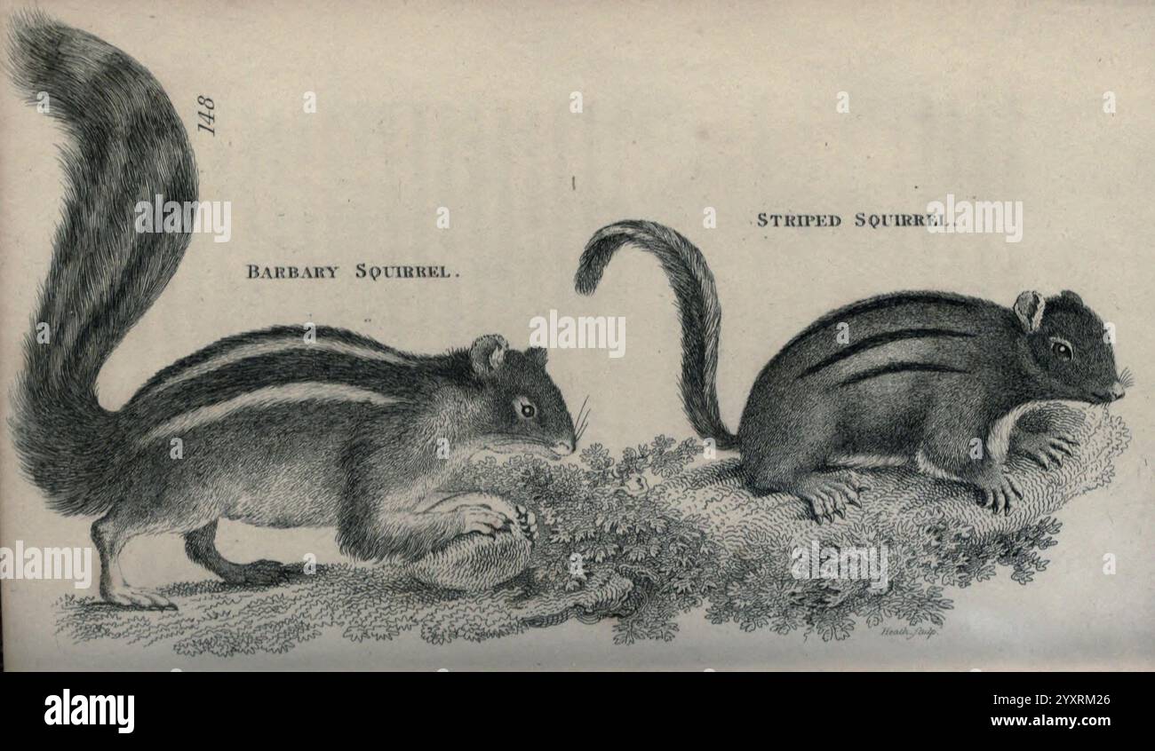 Squirrels depicted hi-res stock photography and images - Alamy