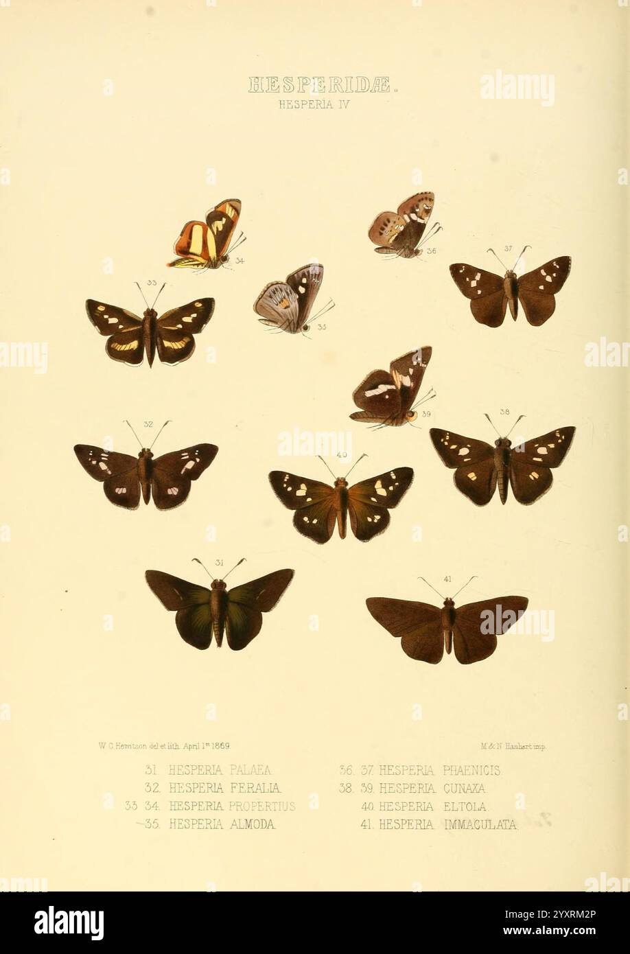 Illustrations of new species of exotic butterflies London, John Van ...