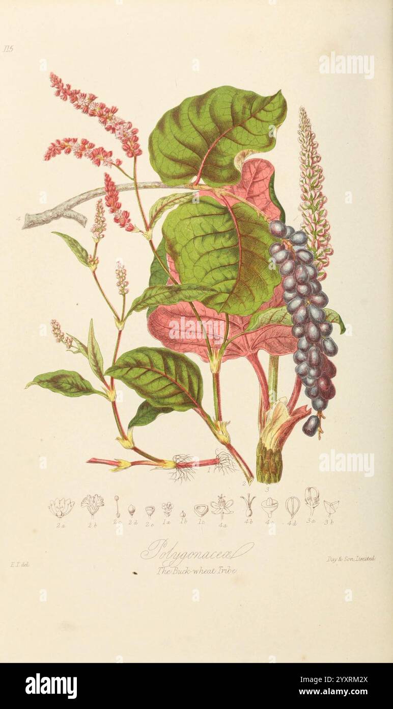 Illustrations of the Natural Orders of Plants with Groups and ...