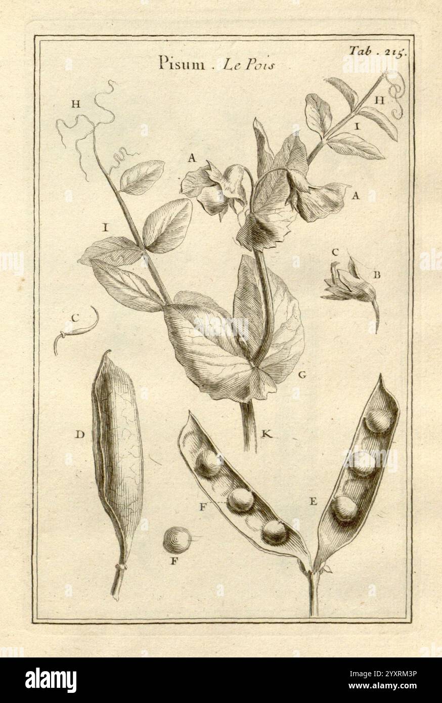 Pea plant drawing hi-res stock photography and images - Alamy