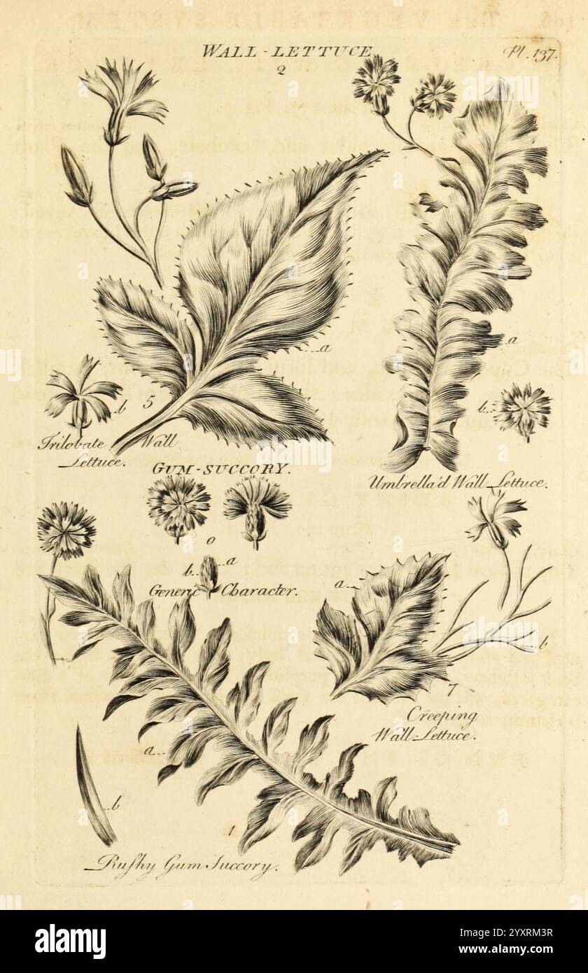 The Vegetable System, London, 1759-1763, Botany, Pictorial Works, The ...