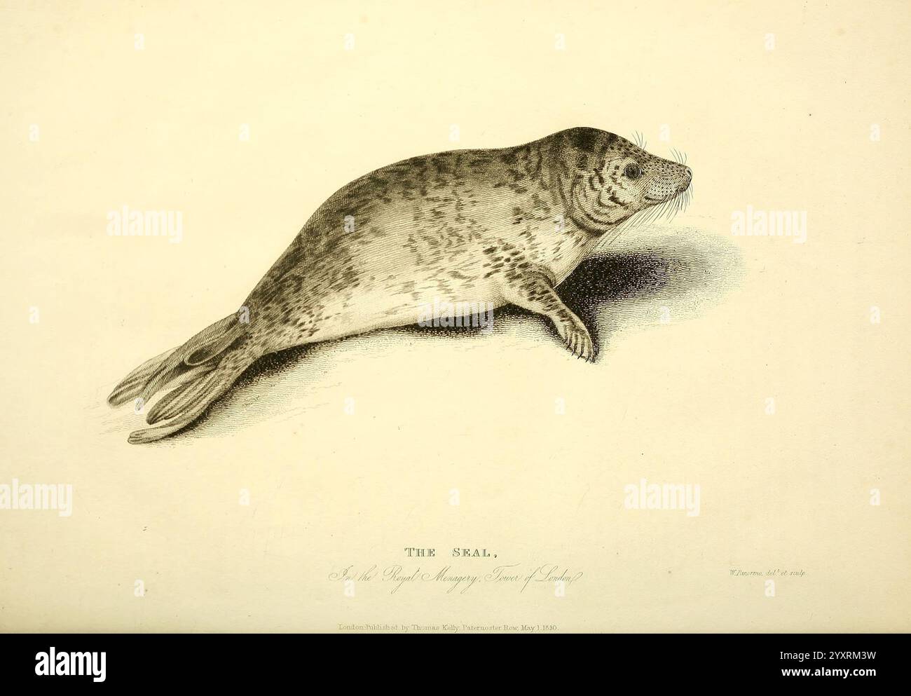 Prominent flippers hi-res stock photography and images - Alamy