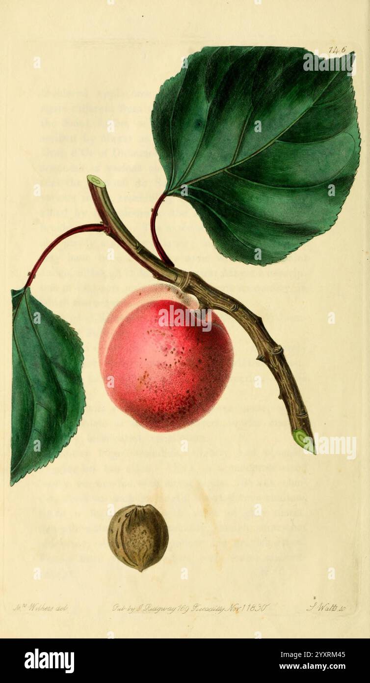 The Pomological Magazine, London, J. Ridgway, fruit culture, Great ...